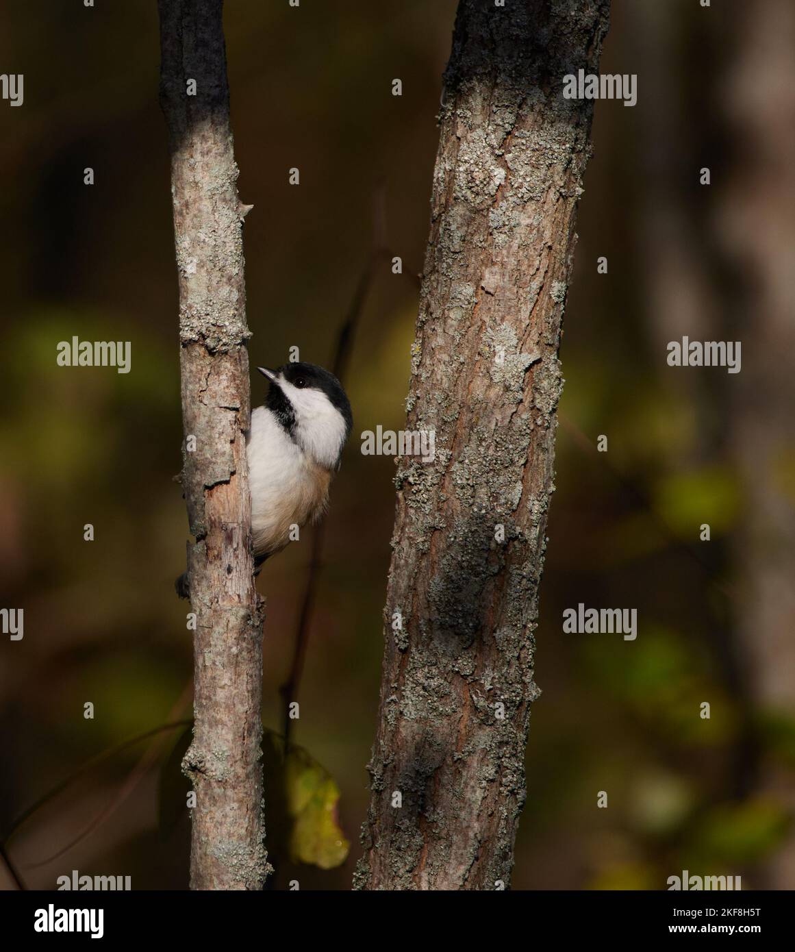Black-capped Chickadee in the sunlight, perched on the side of a tree ...