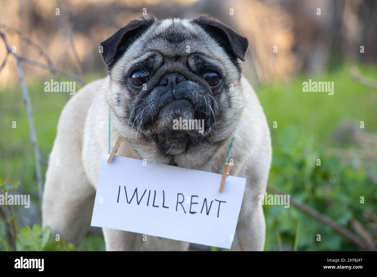 a pug dog with a sign on his neck I will lease in English, during the ...