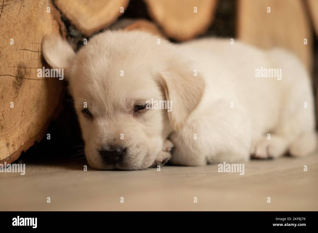 white labrador puppy sleeping on the wooden floor Stock Photo - Alamy