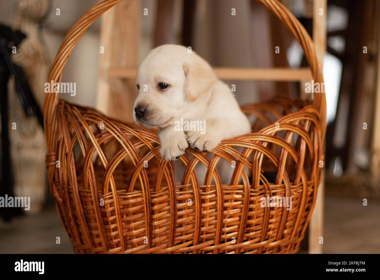 Labrador puppies in a wicker basket in the studio, photo of dogs Stock ...