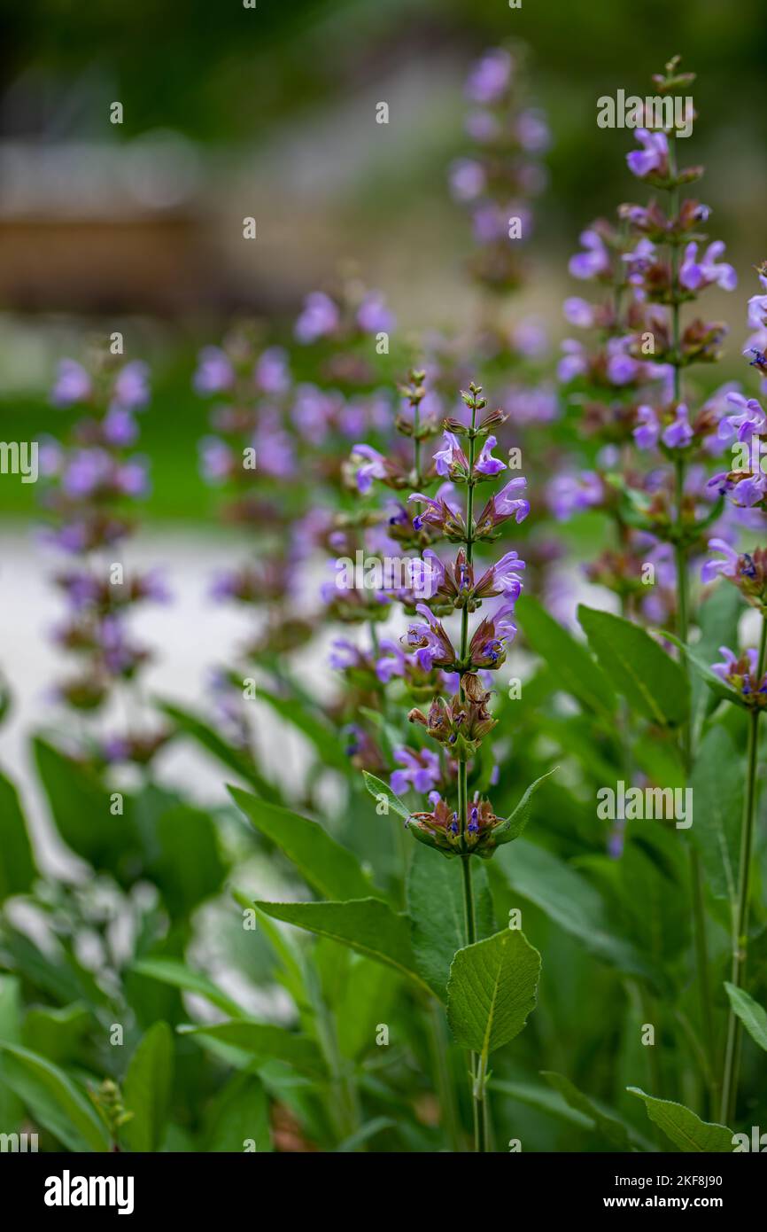 Salvia officinalis flower growing in meadow, close up Stock Photo - Alamy