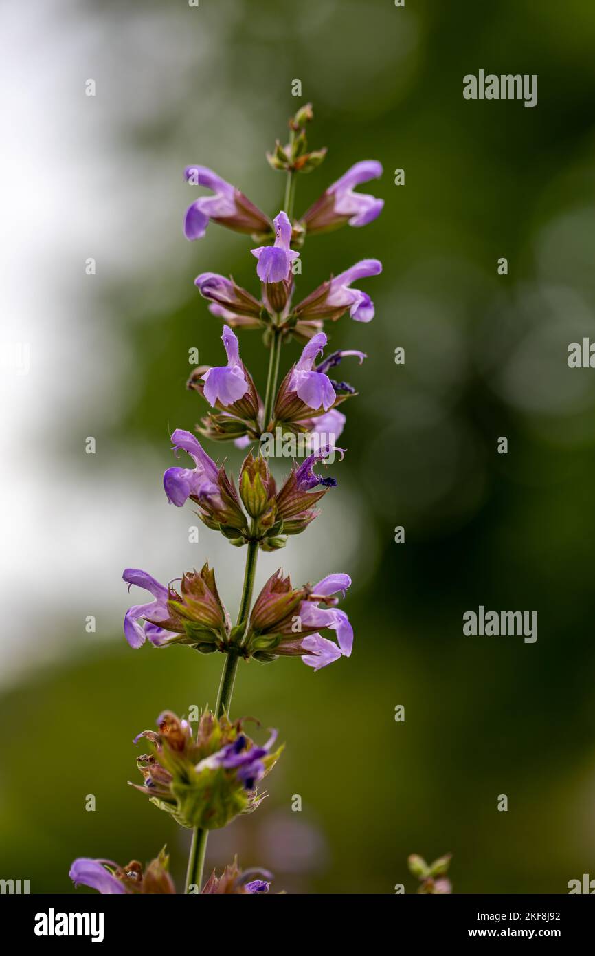 Salvia officinalis flower growing in meadow, close up Stock Photo - Alamy
