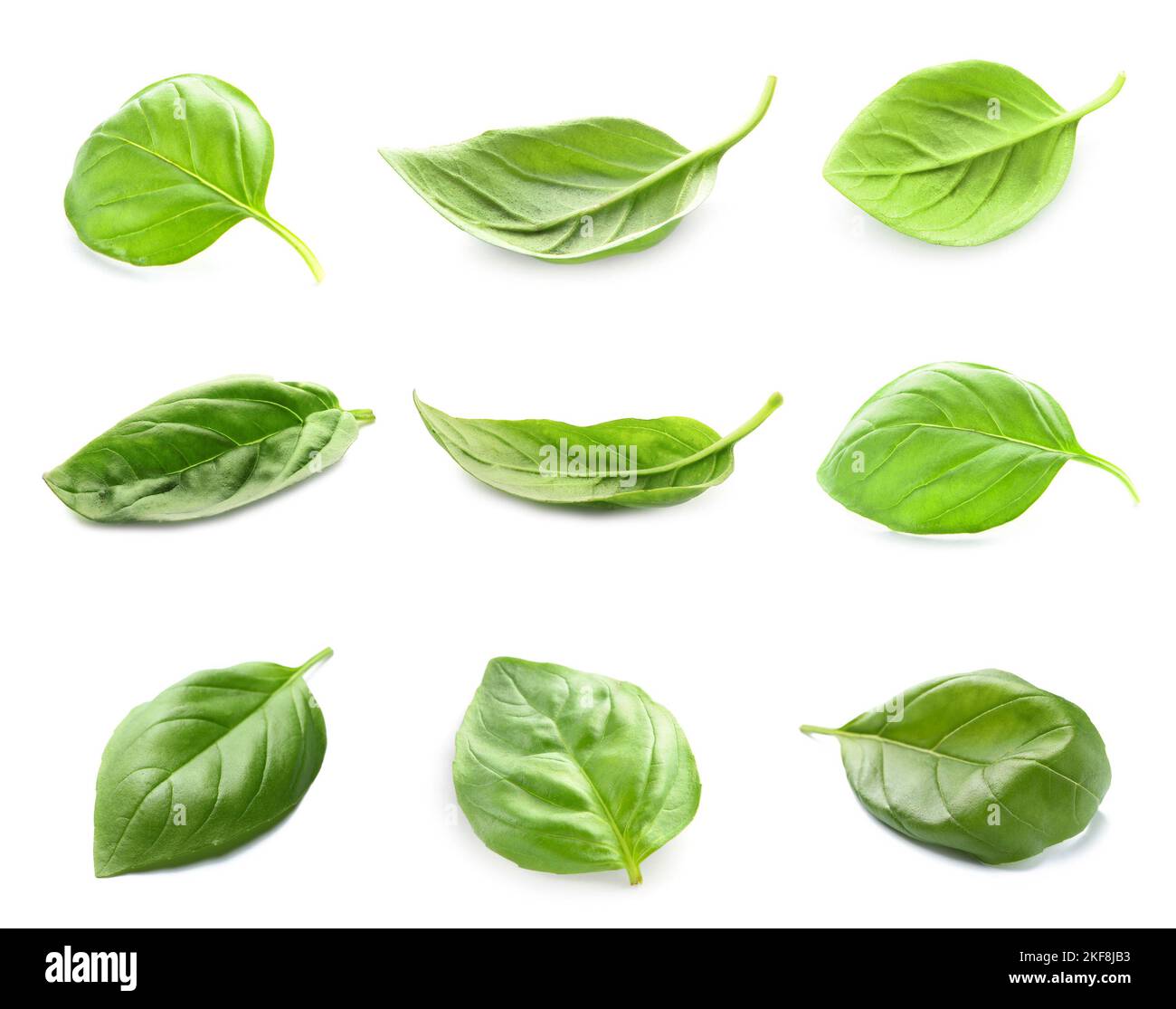 Set of fresh basil leaves isolated on white Stock Photo - Alamy