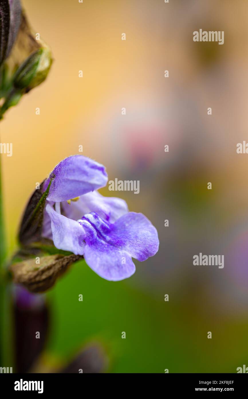 Salvia officinalis flower growing in meadow, close up Stock Photo - Alamy