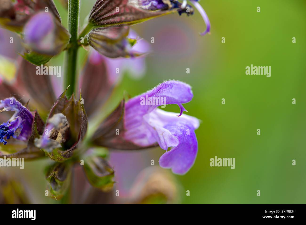 Salvia officinalis flower growing in meadow, close up Stock Photo - Alamy