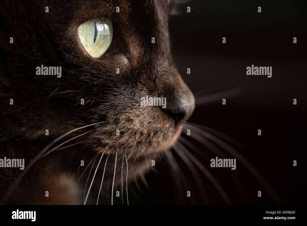 portrait of a black cat on a dark background close-up, the eyes of a ...