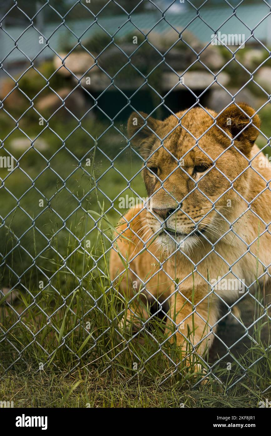 A Liger sitting on grassfarm behind metal fence mesh pattern Stock ...
