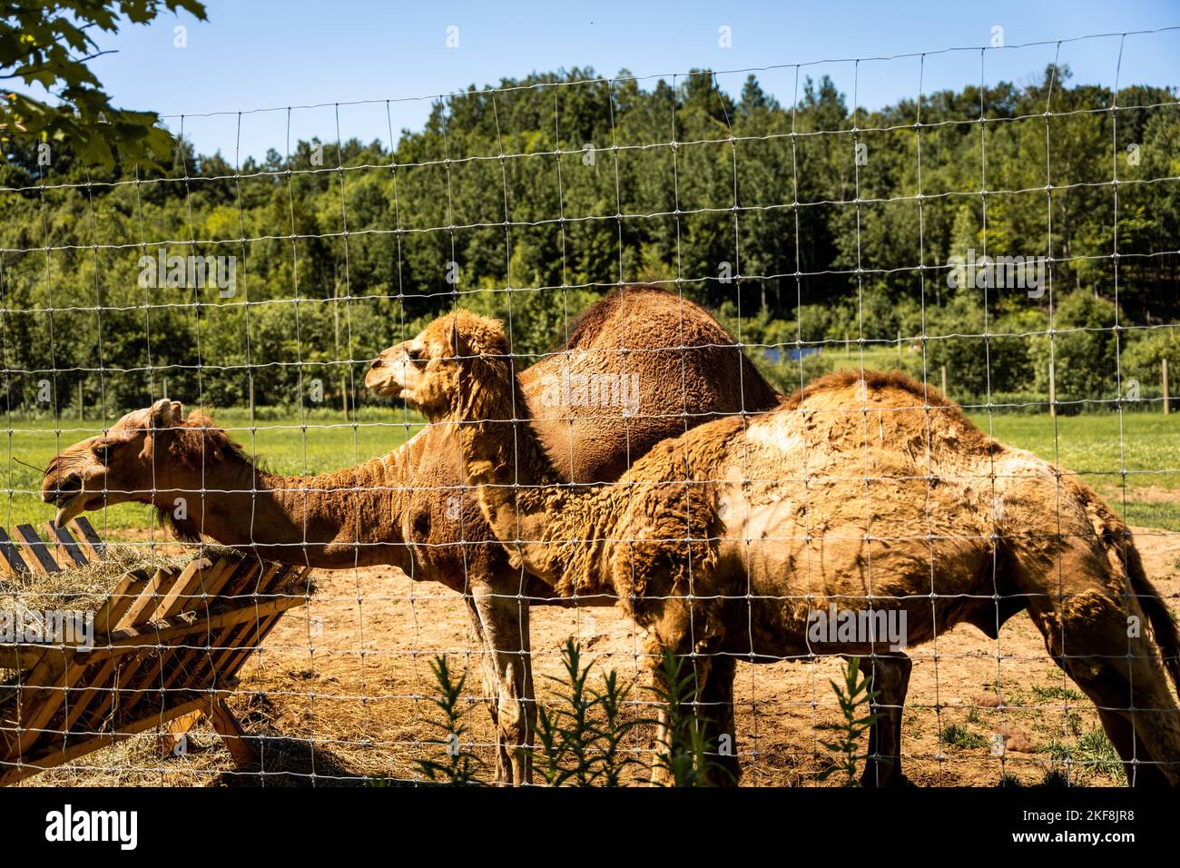 Two Dromedary camels in the park with trees behind a metal grid fence ...