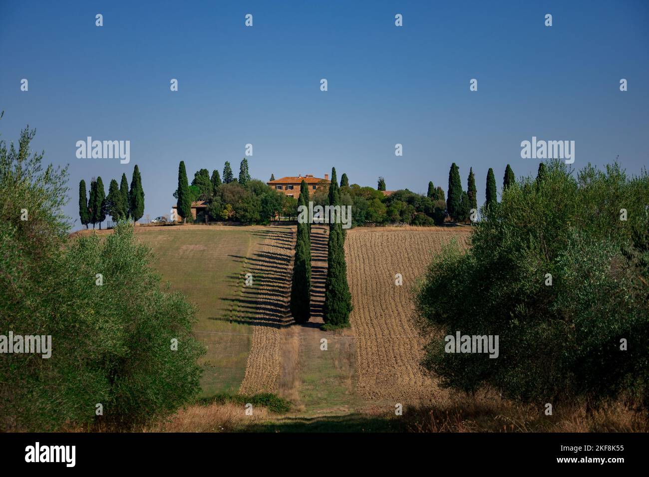 Lines of Cypress Evergreen Trees in Tuscany's countryside Stock Photo ...