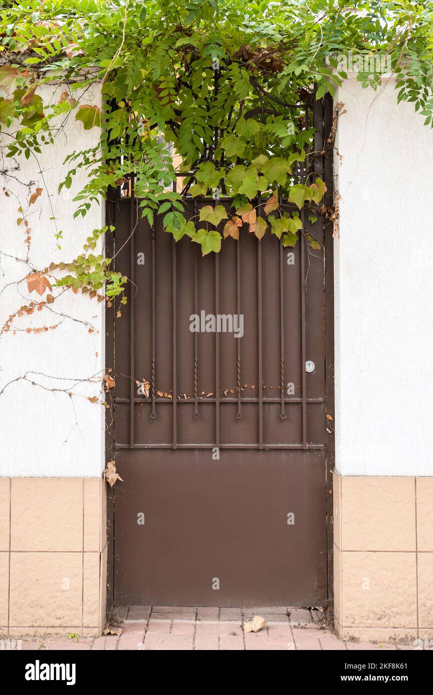 Forged metal door and climbing plant Stock Photo - Alamy