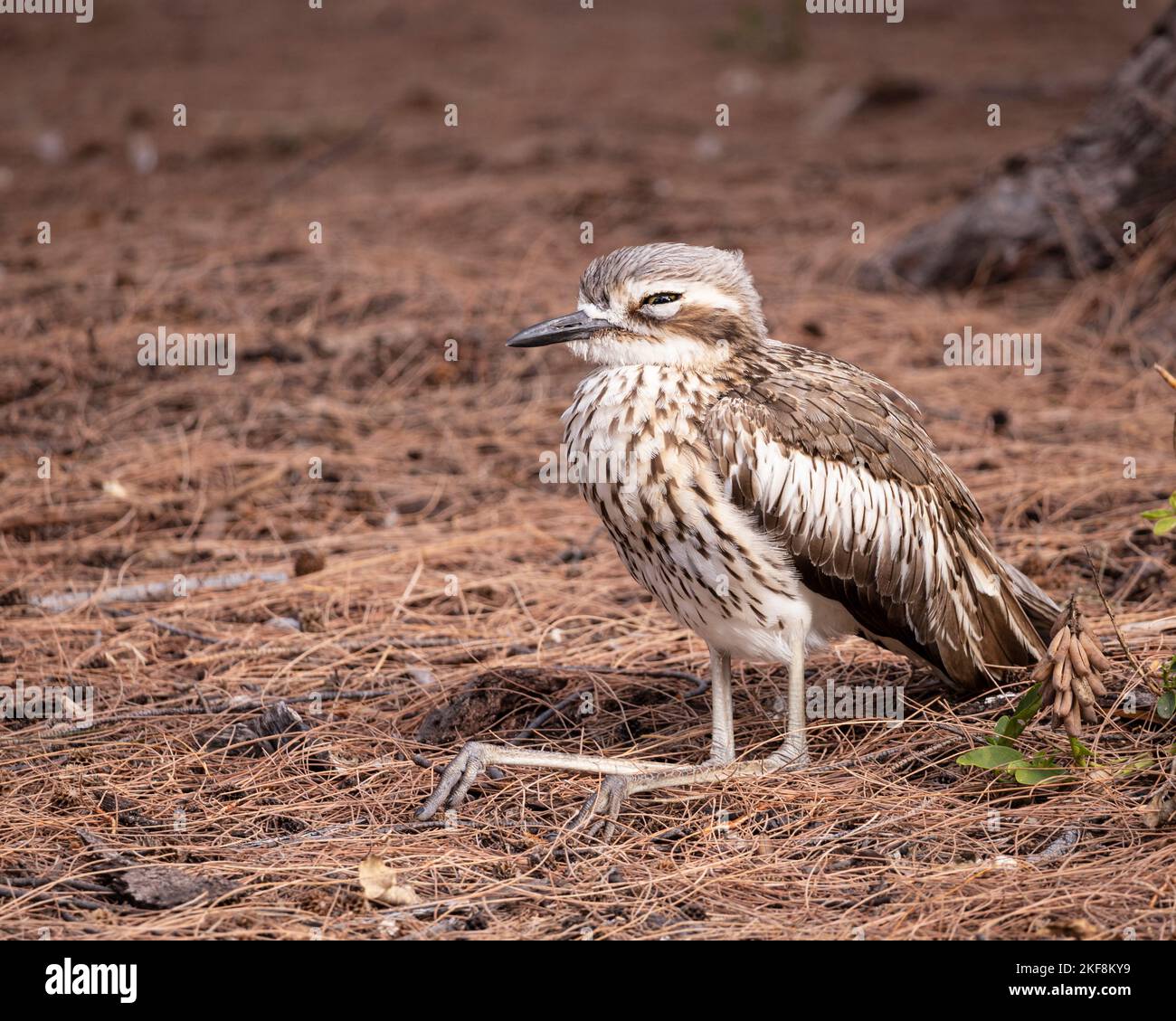 Bush Stone Curlew bird on Magnetic Island in Townsville Stock Photo - Alamy