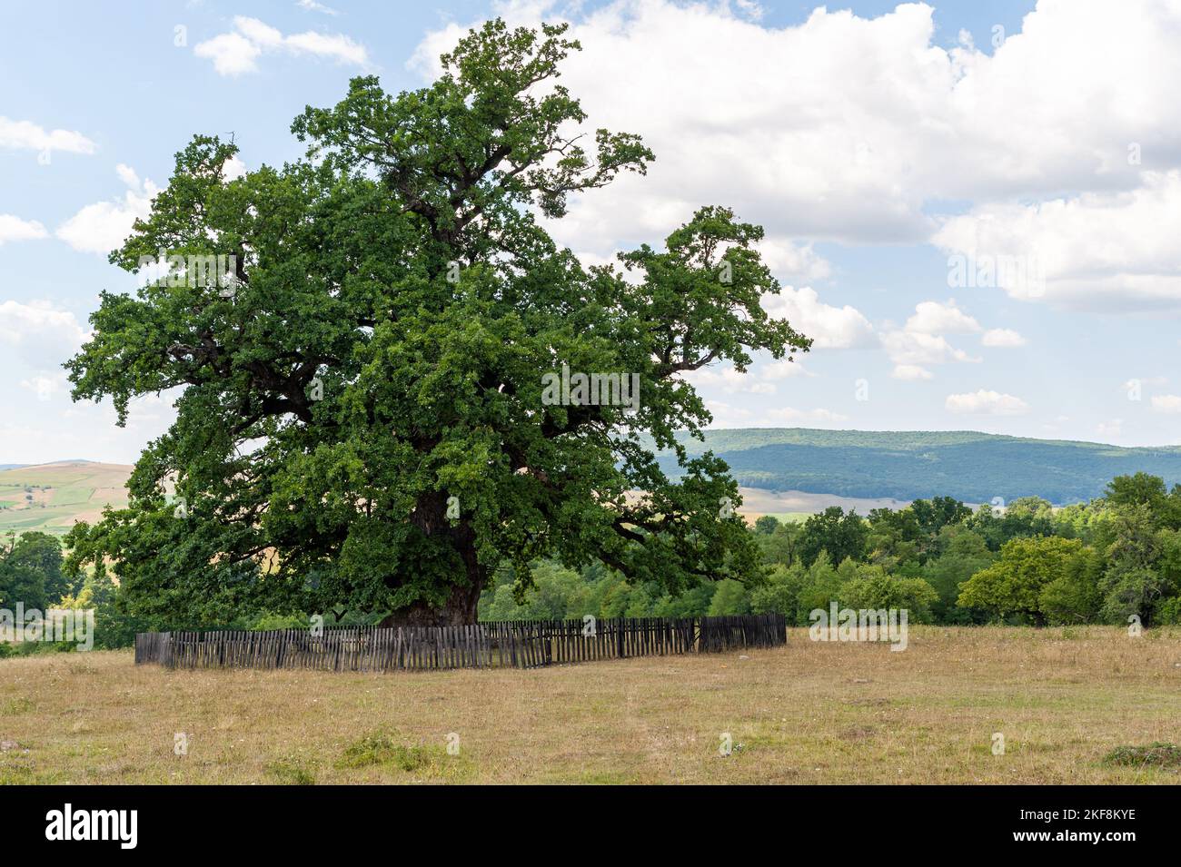 A scenic view of the fenced oldest oak in Mercheasa villagem, Romania ...