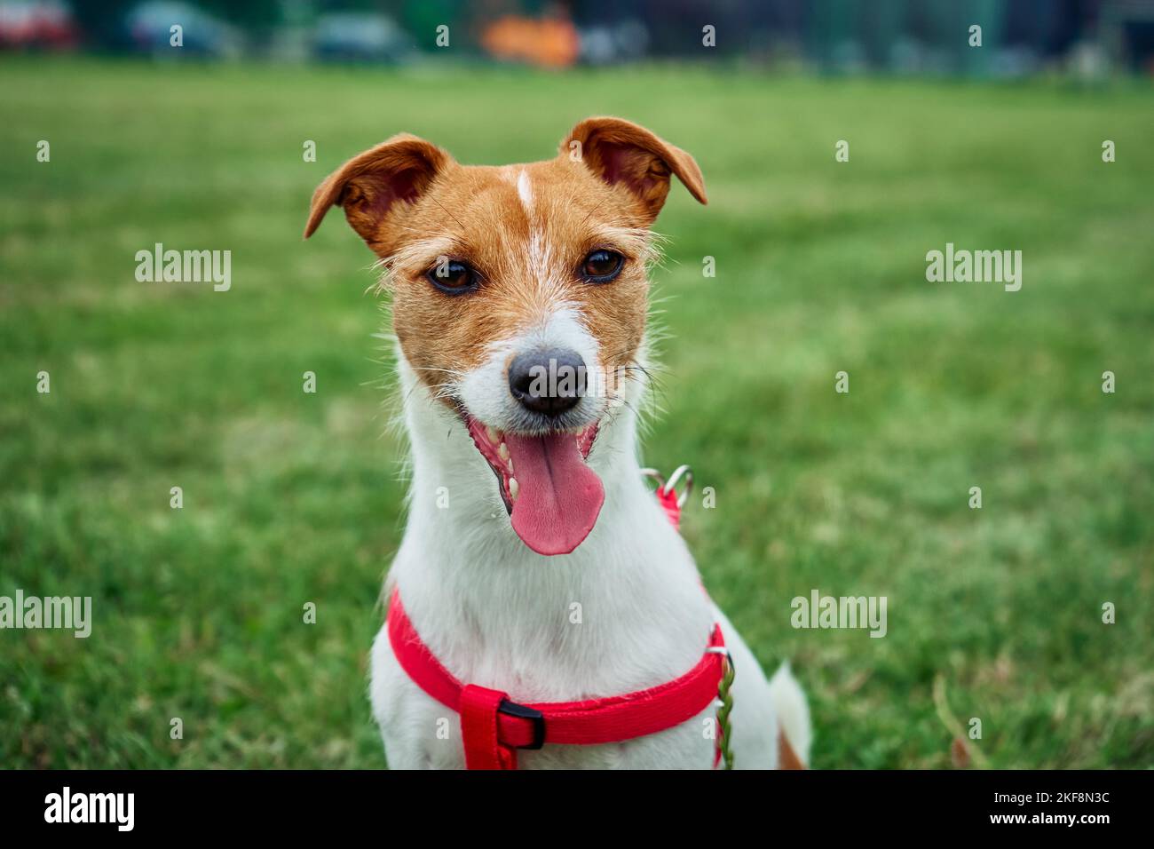 Happy cute dog on the field with green grass at summer day. Jack ...