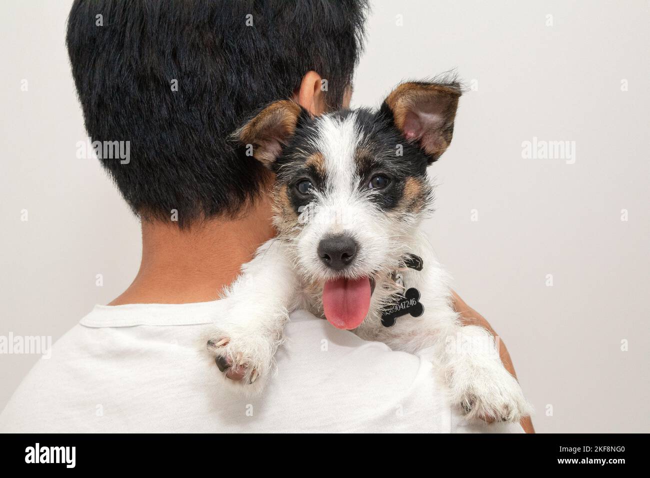 Adult male carrying a Jack Russell puppy on his shoulder Stock Photo ...