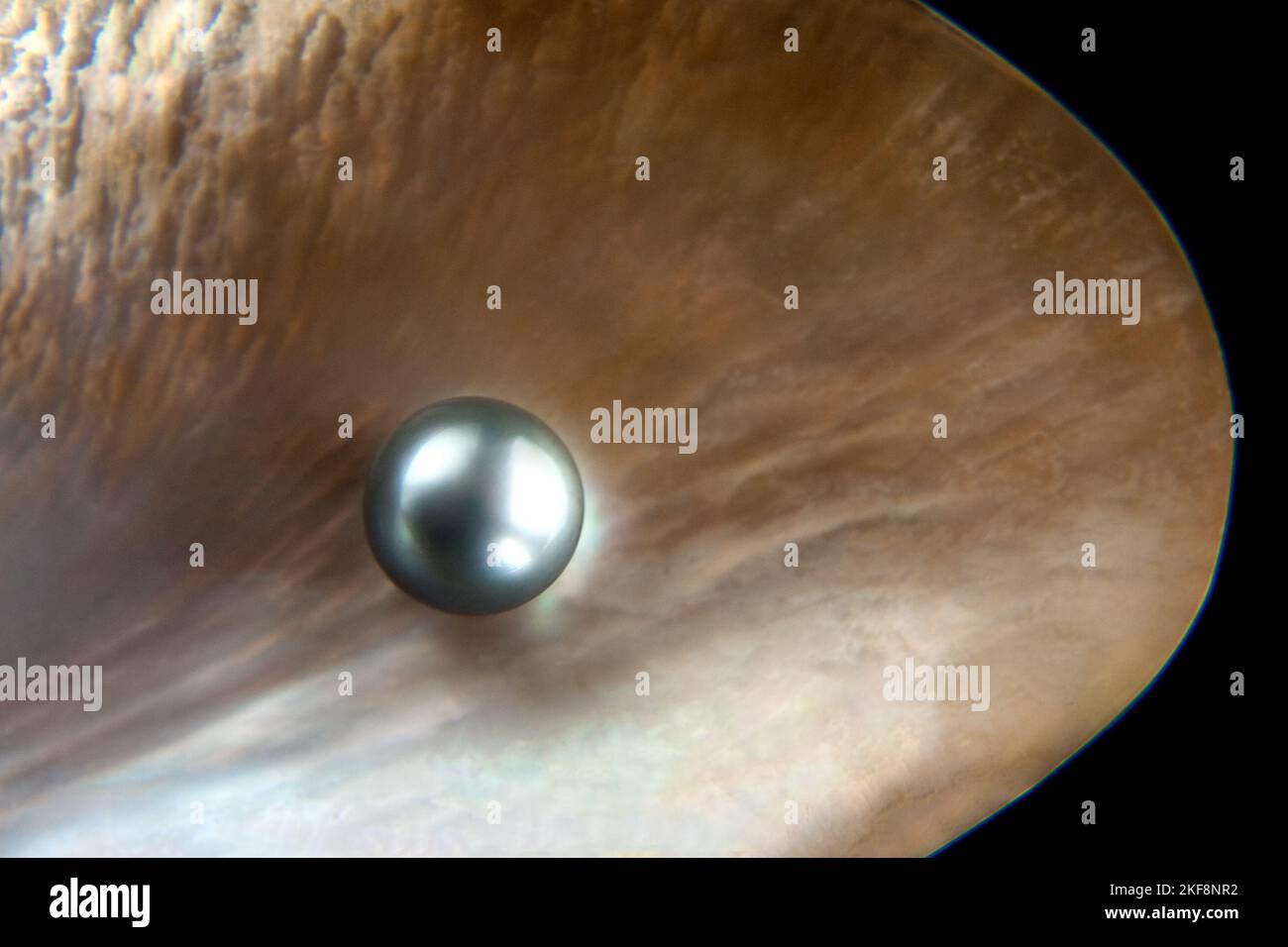 Grey pearl inside shell Stock Photo - Alamy