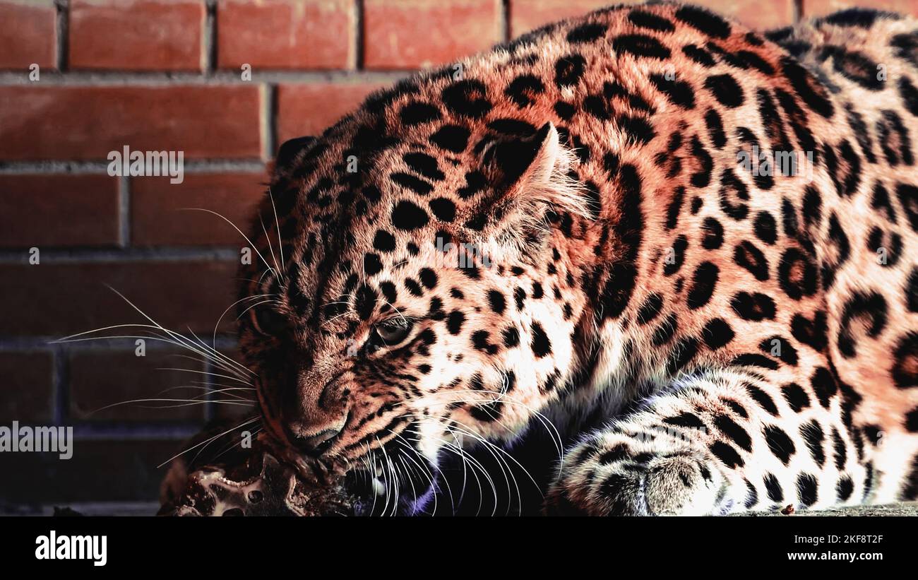 Hungry leopard eats meat, close-up, wild animals Stock Photo - Alamy