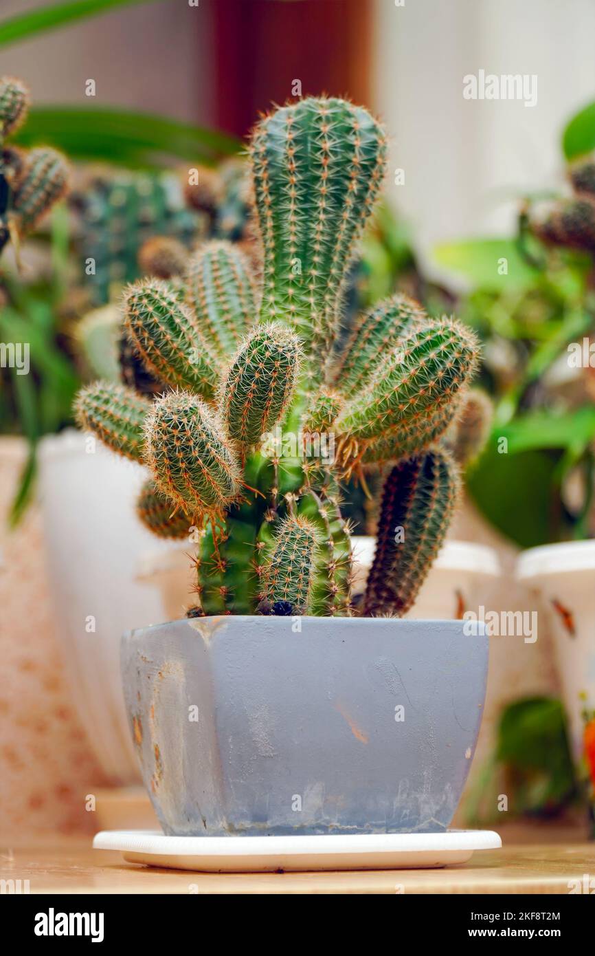 Echinopsis cactus with offshoots of babies or pups. Echinopsis ...