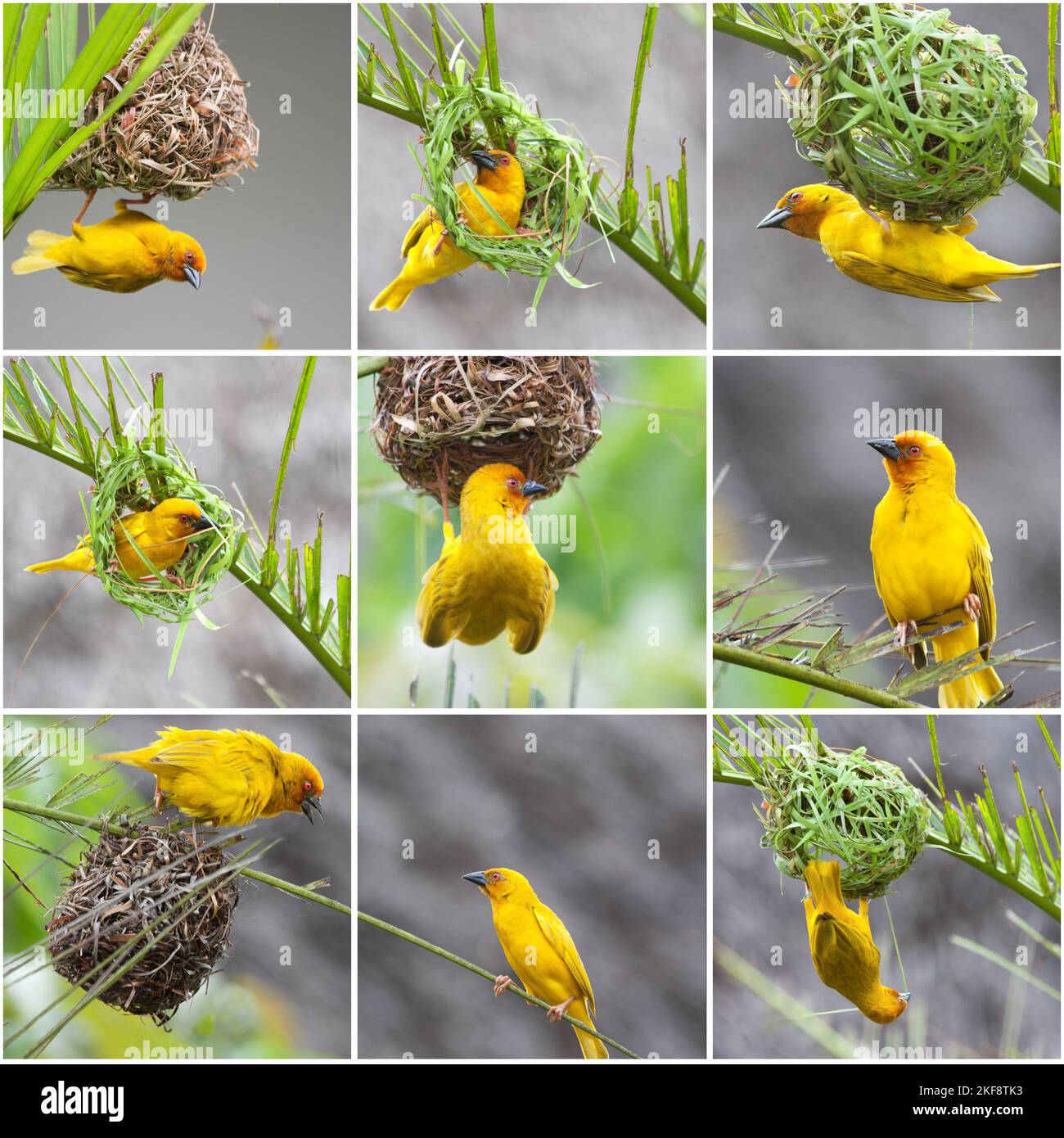Golden Palm Weaver (Ploceus bojeri) Birds collage Stock Photo - Alamy