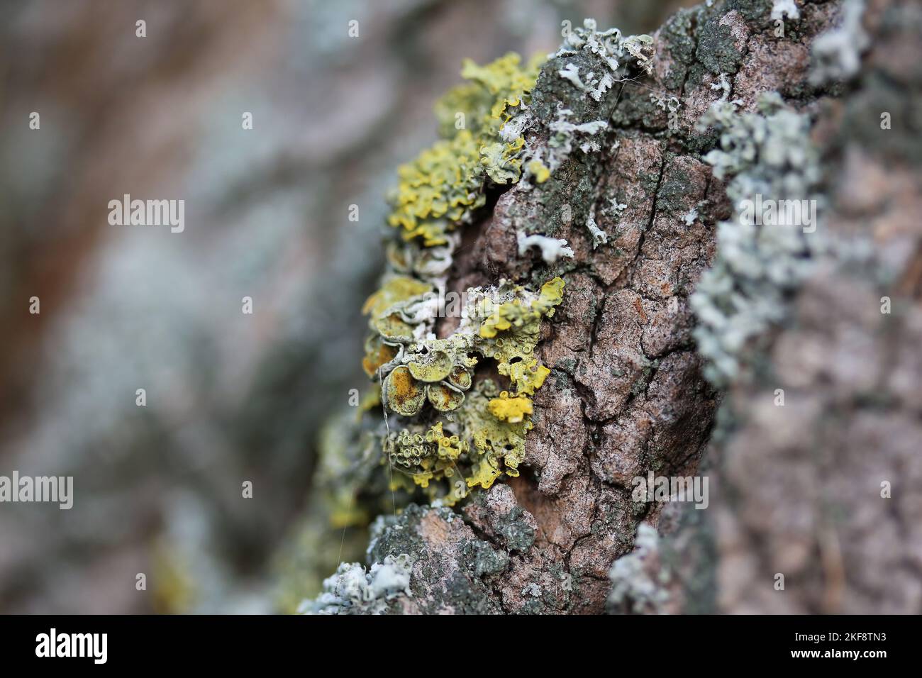 Lichen on old tree bark Stock Photo - Alamy