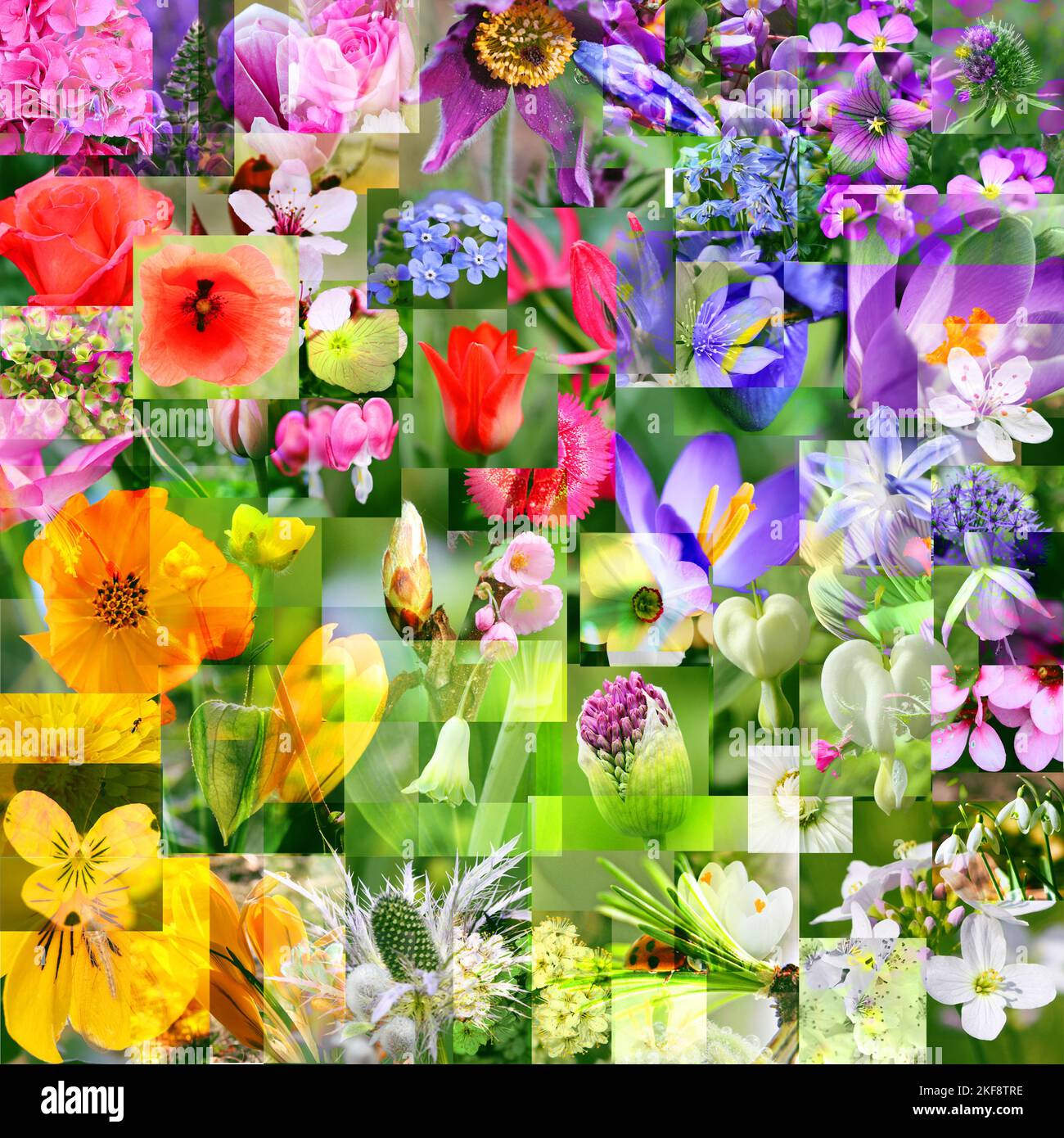 Spring flower collage in abstract display Stock Photo - Alamy