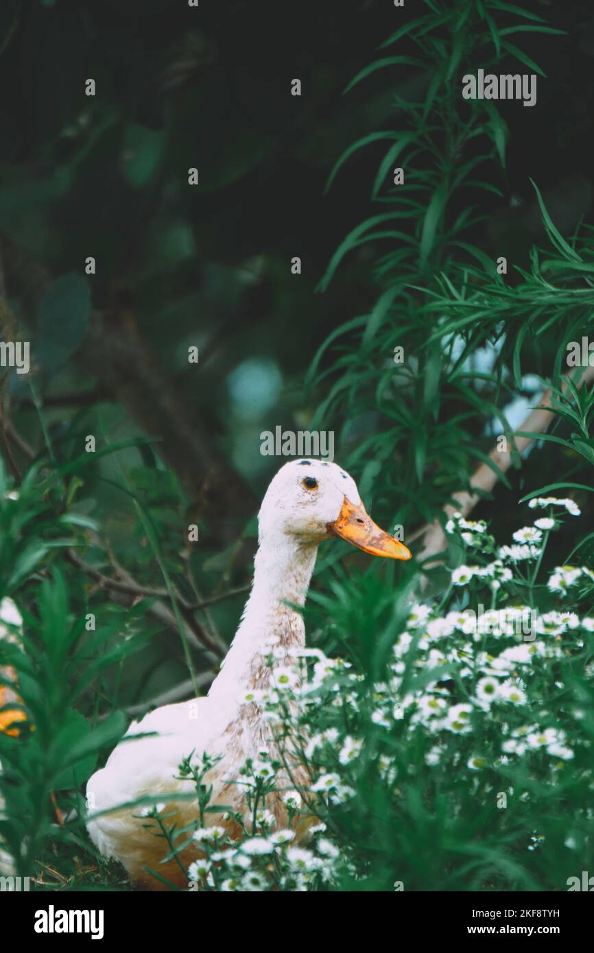 A white duck standing on grasslad Stock Photo - Alamy
