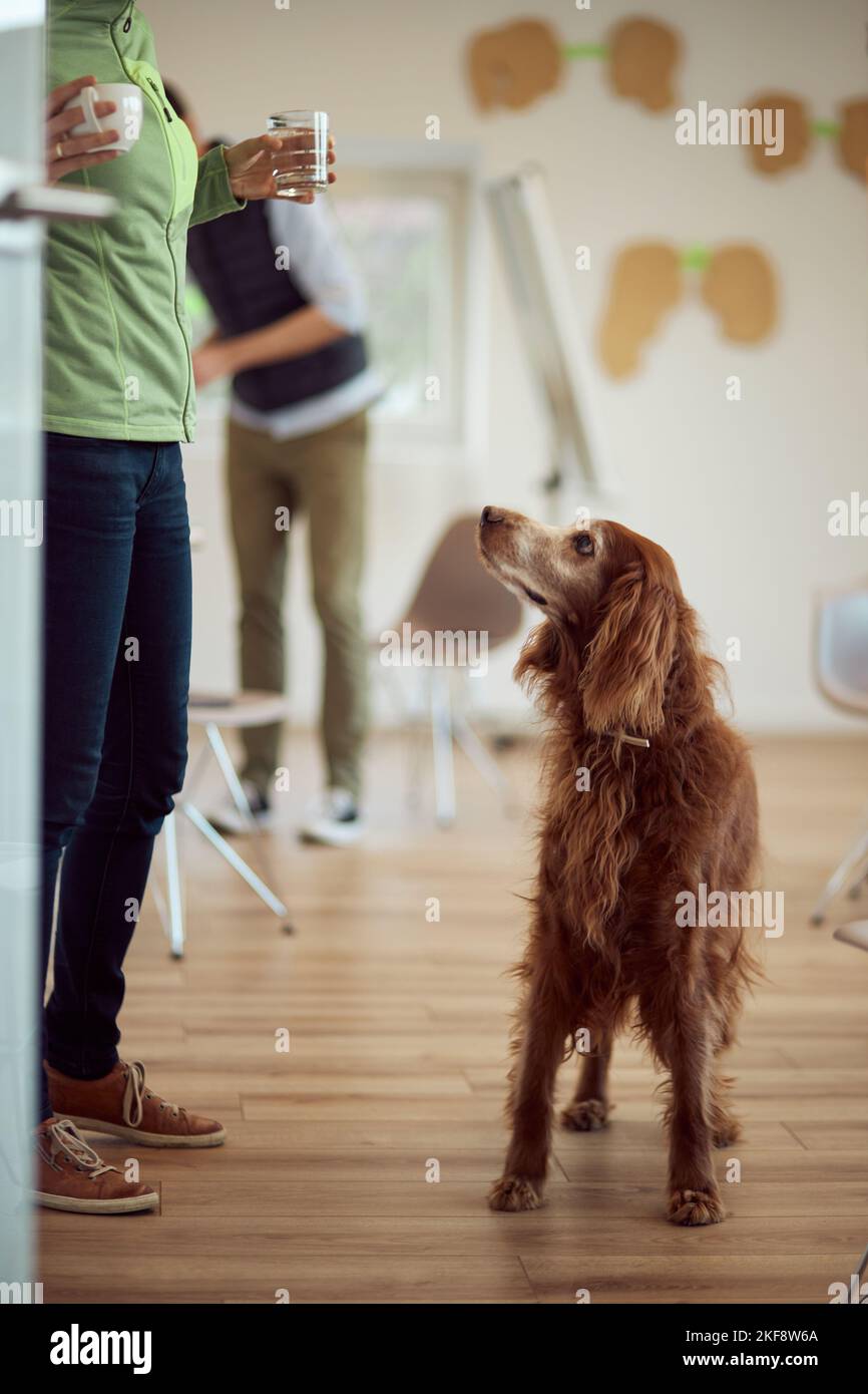 A vertical shot of a brown Irish Setter dog looking at a person in a ...
