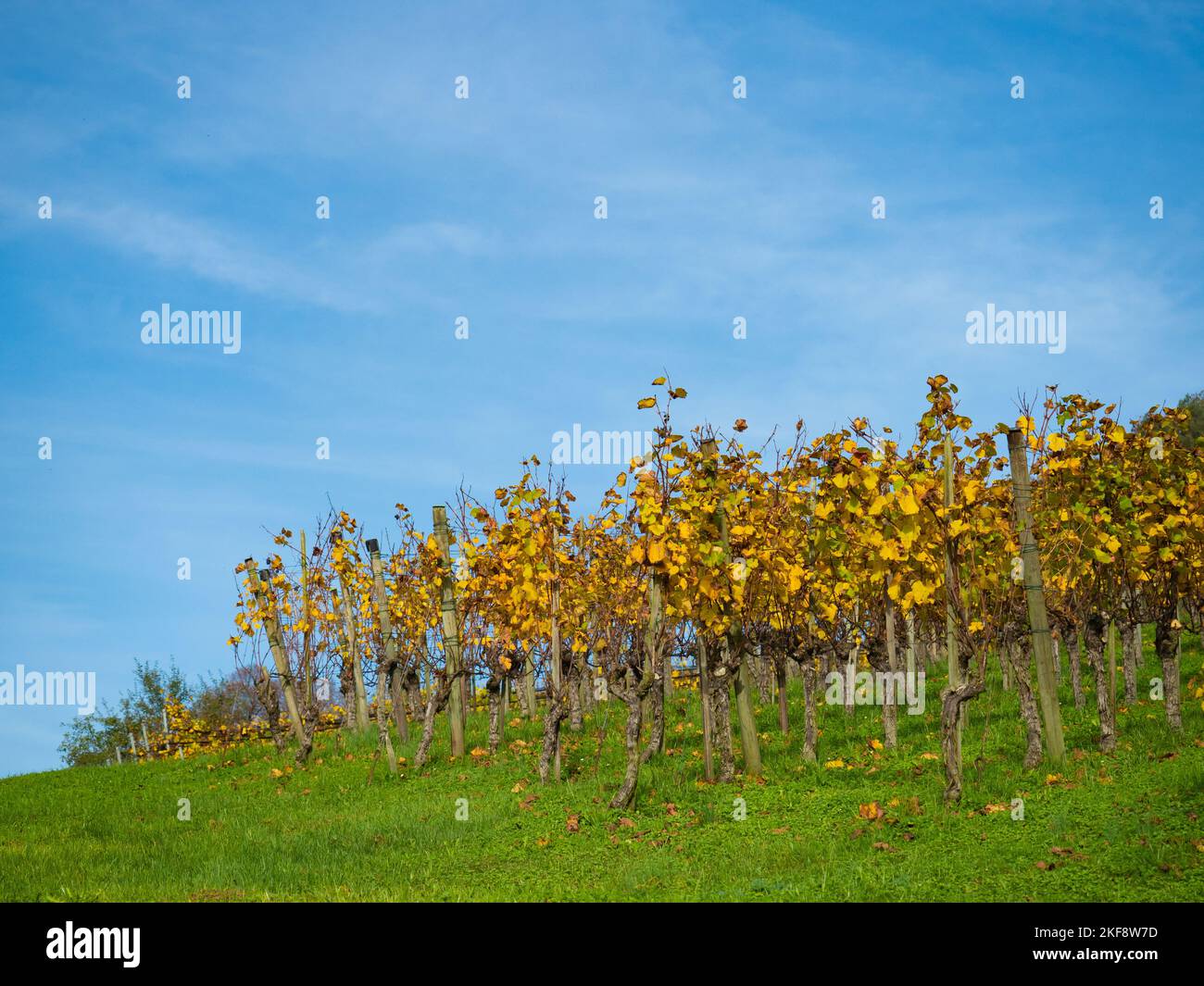 Weinfelden, Switzerland - October 29th: Rows of vines in late autumn ...