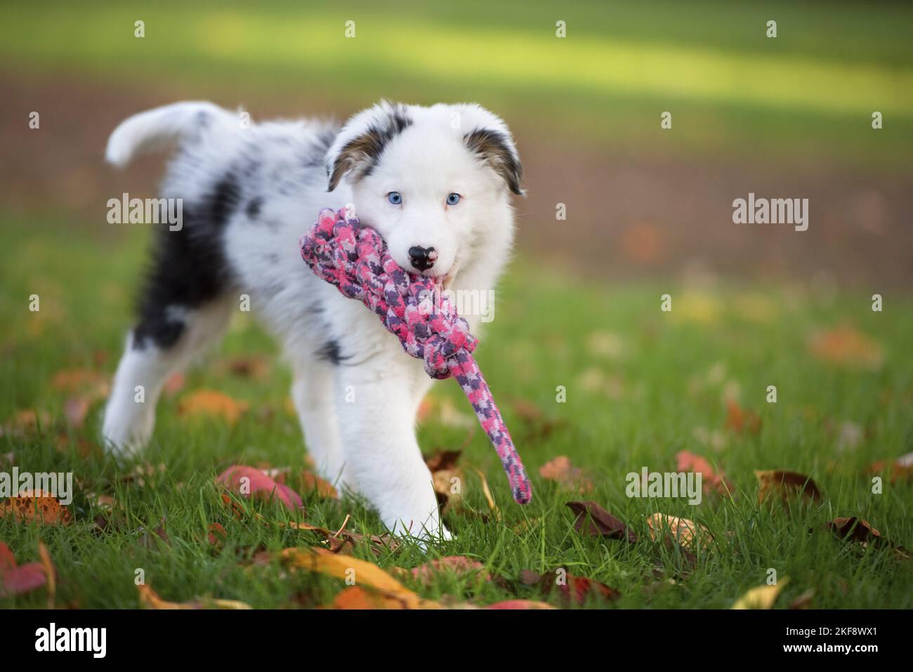 playing Australian Shepherd puppy Stock Photo - Alamy