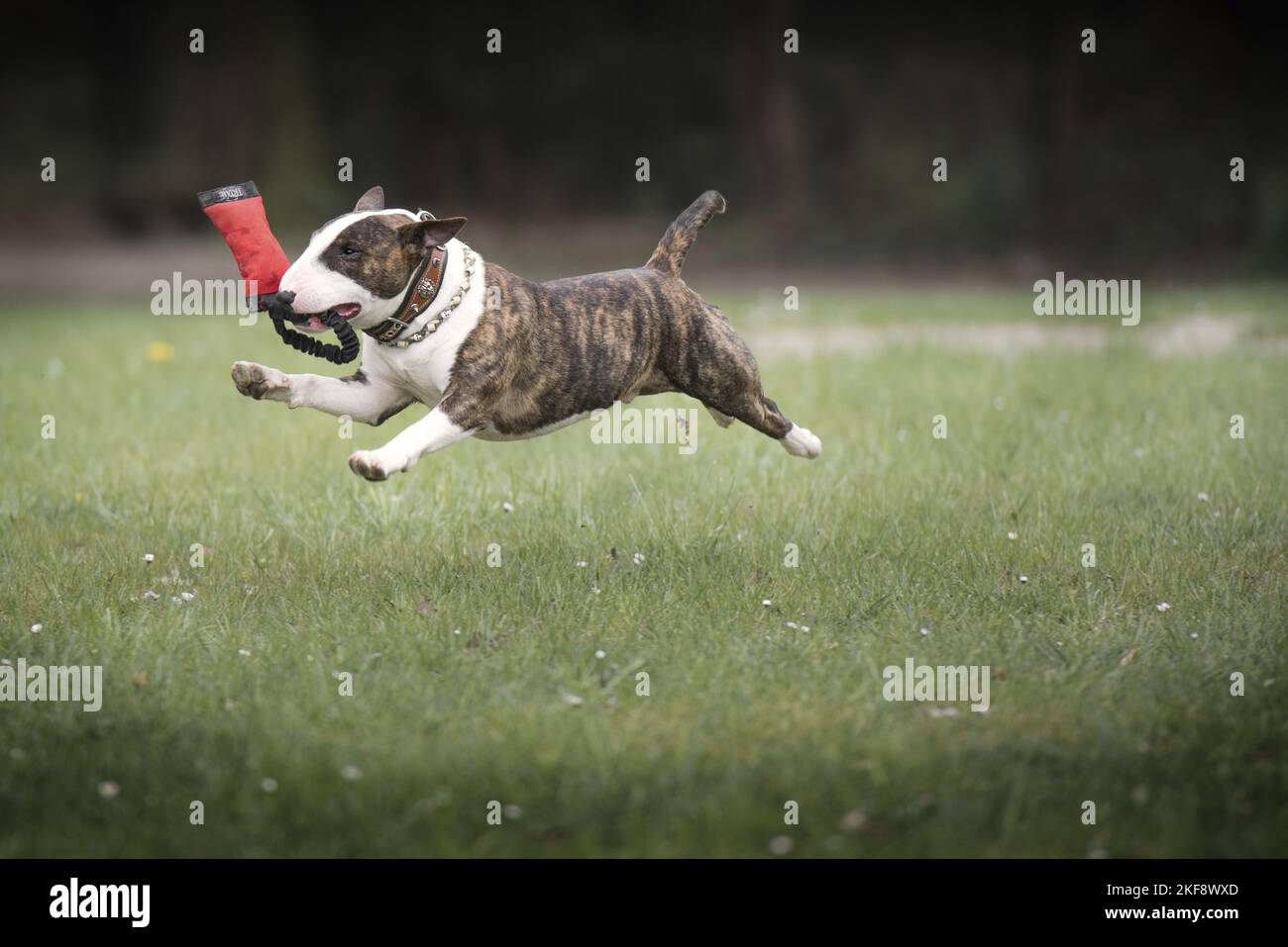 running Miniature Bull Terrier Stock Photo - Alamy