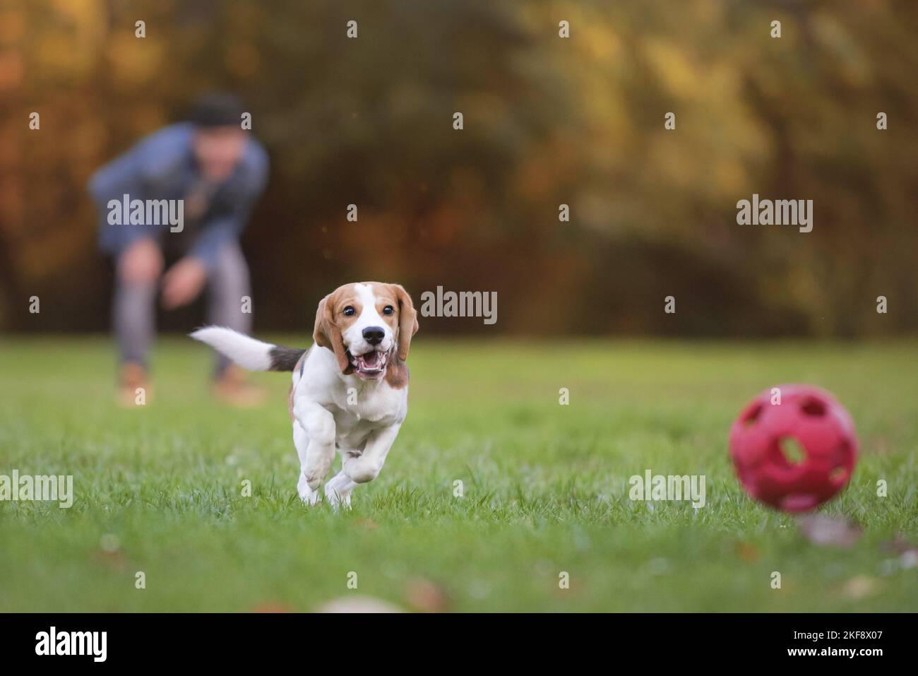 playing young Beagle Stock Photo - Alamy