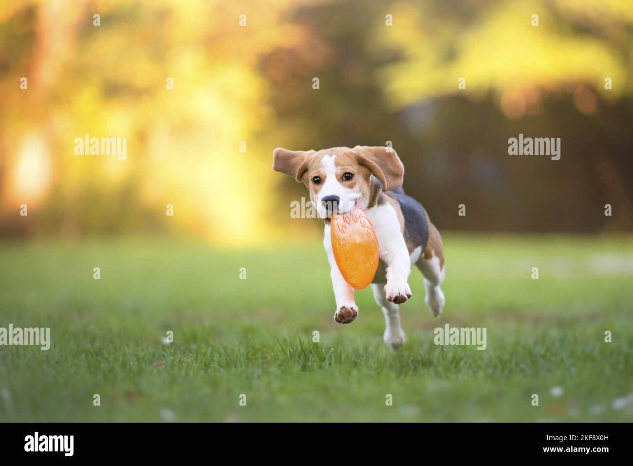 playing young Beagle Stock Photo - Alamy