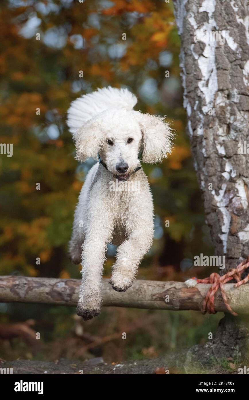 running giant poodle Stock Photo - Alamy