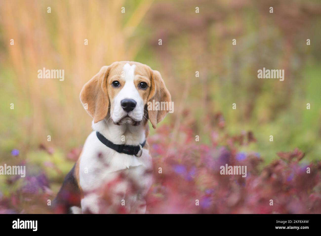 Beagle puppy portrait Stock Photo - Alamy