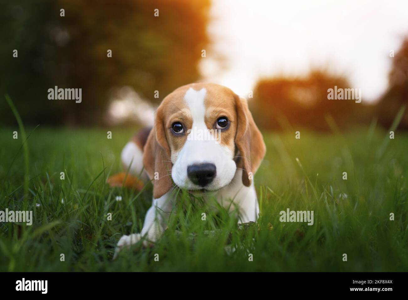 Puppy evening sun hi-res stock photography and images - Alamy