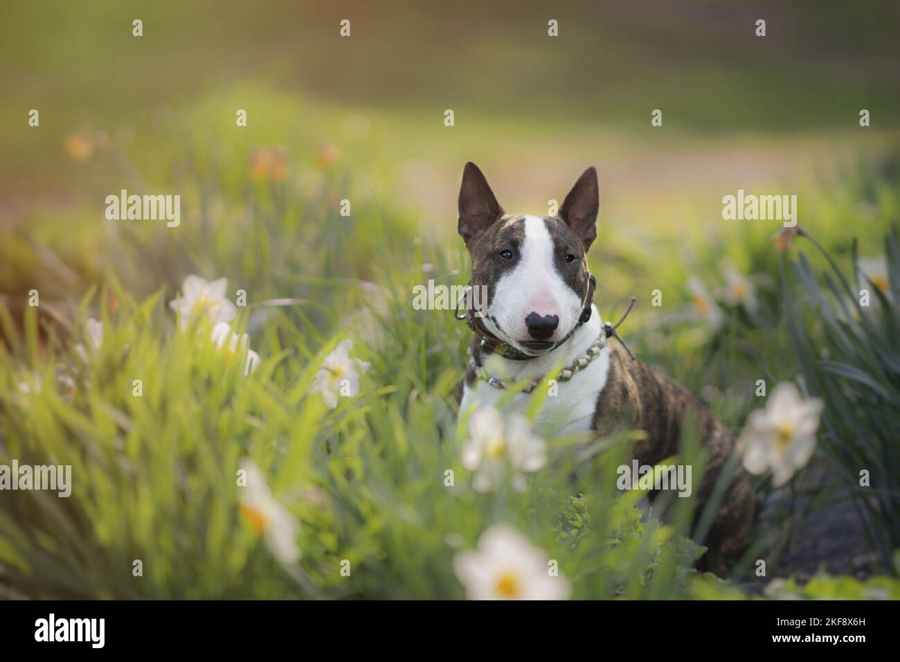 Miniature Bull Terrier Stock Photo - Alamy