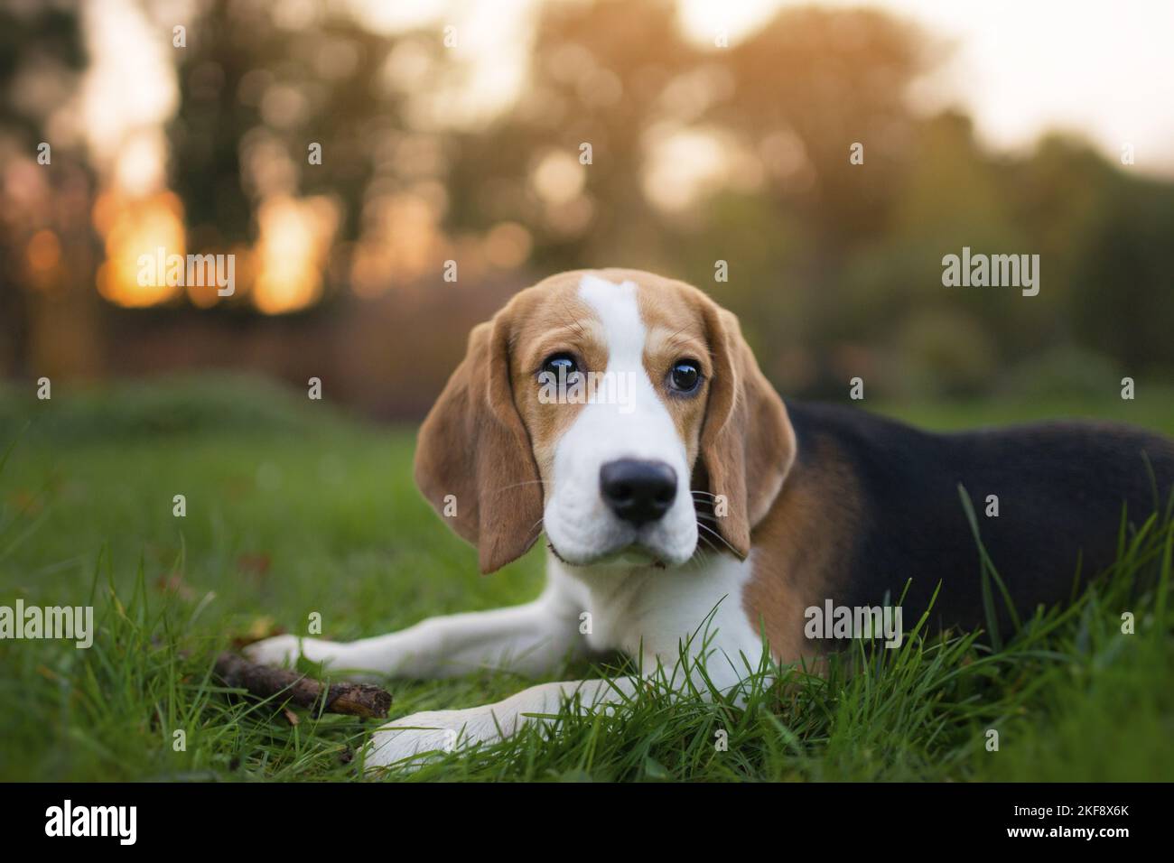 lying Beagle puppy Stock Photo - Alamy