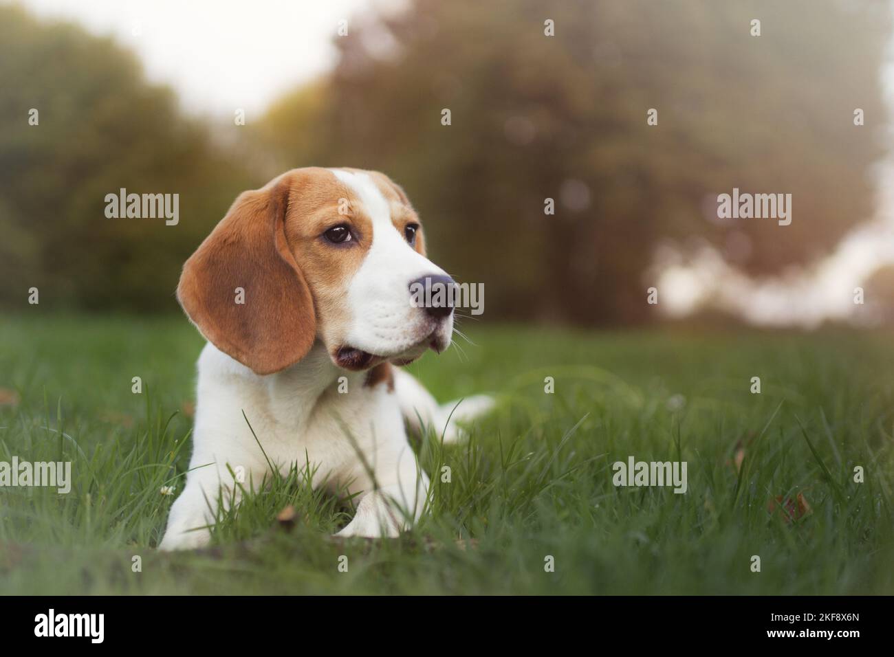 Beagle male puppy hi-res stock photography and images - Alamy