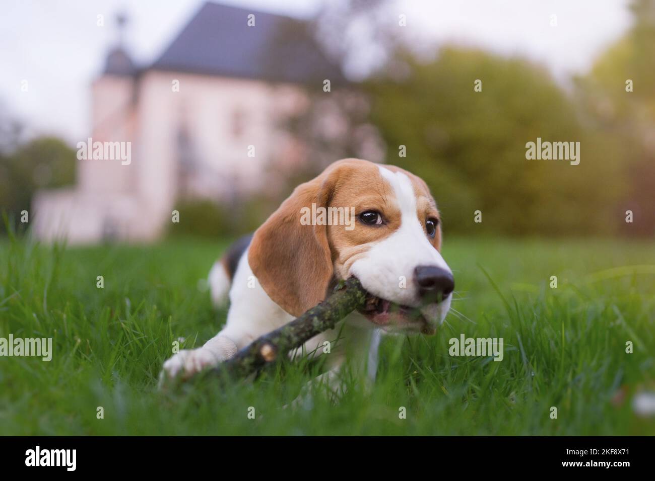lying Beagle puppy Stock Photo - Alamy