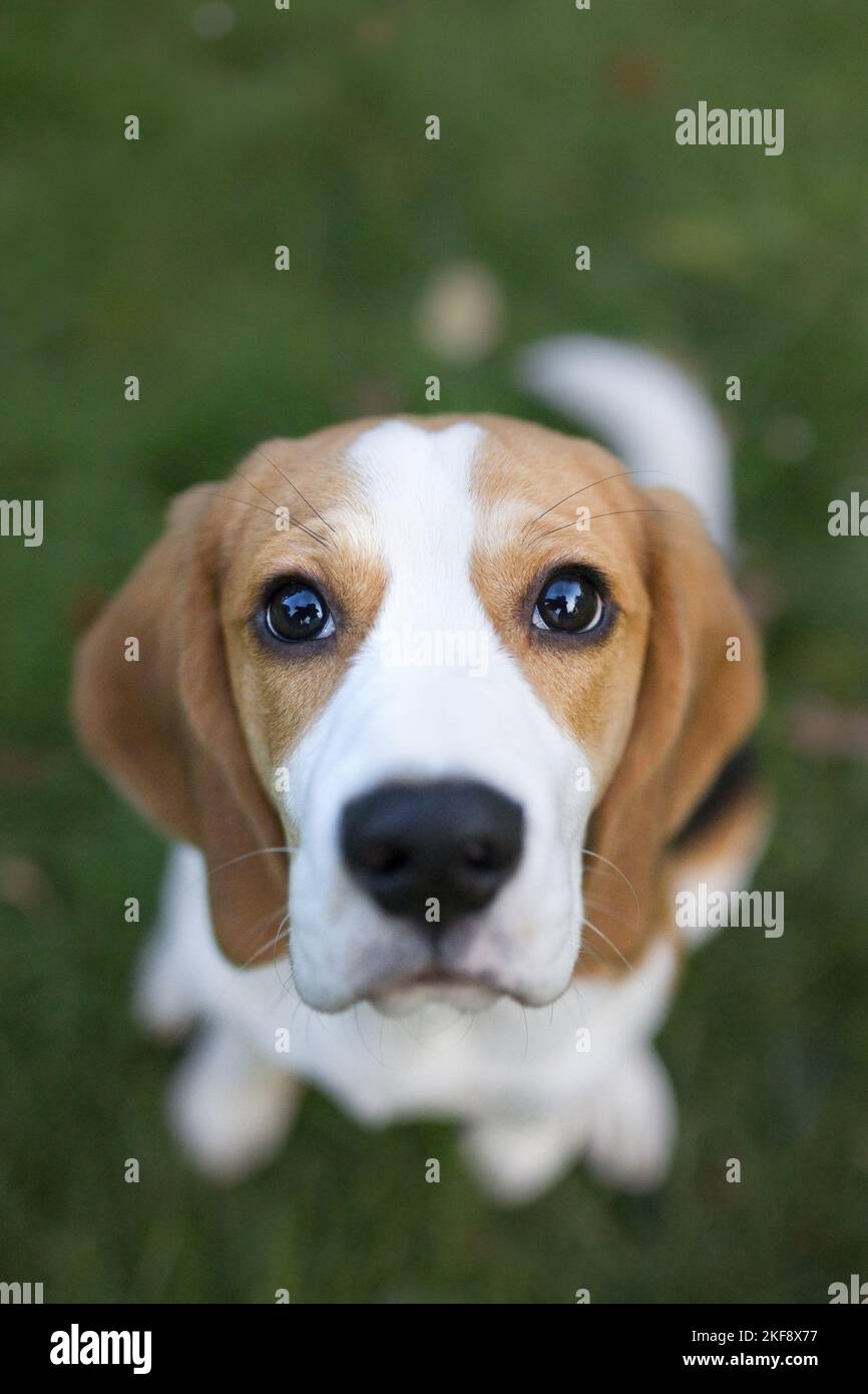 sitting Beagle puppy Stock Photo - Alamy