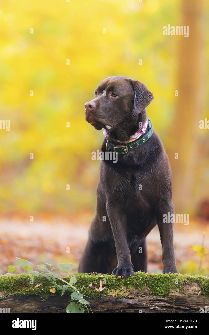 Floppy brown hair hi-res stock photography and images - Alamy