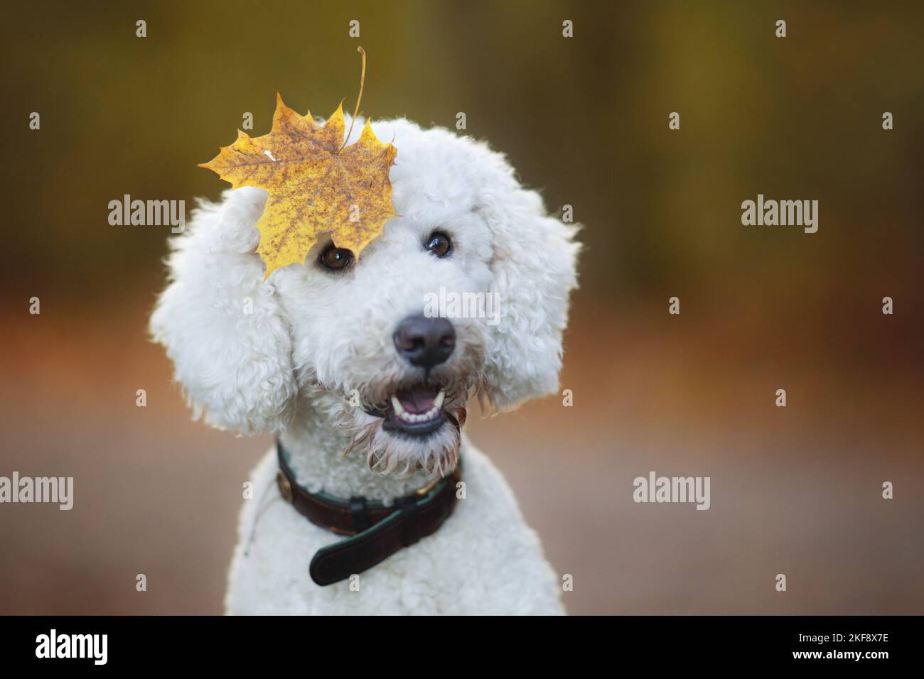 giant poodle portrait Stock Photo - Alamy