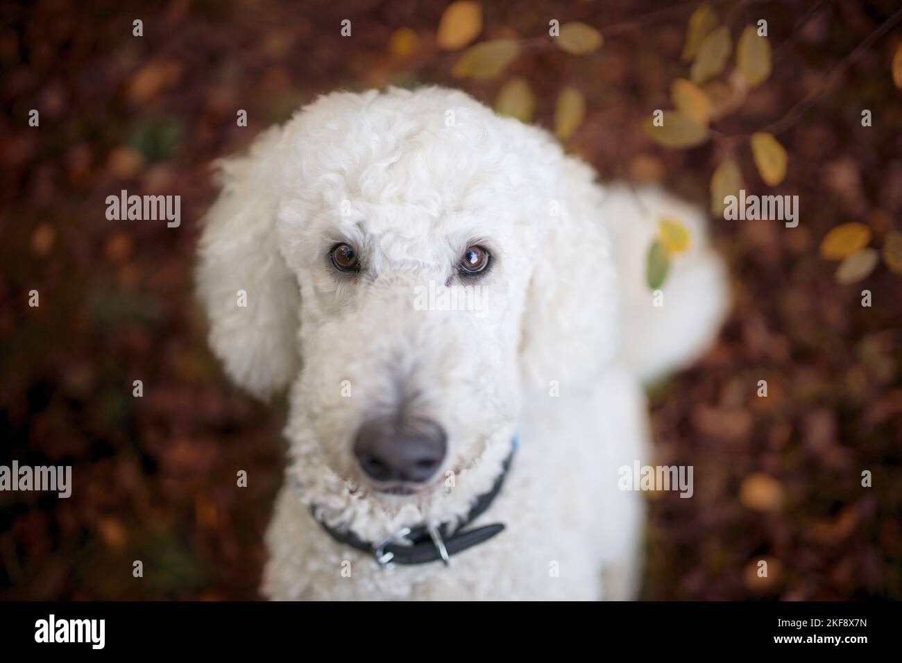 giant poodle portrait Stock Photo - Alamy