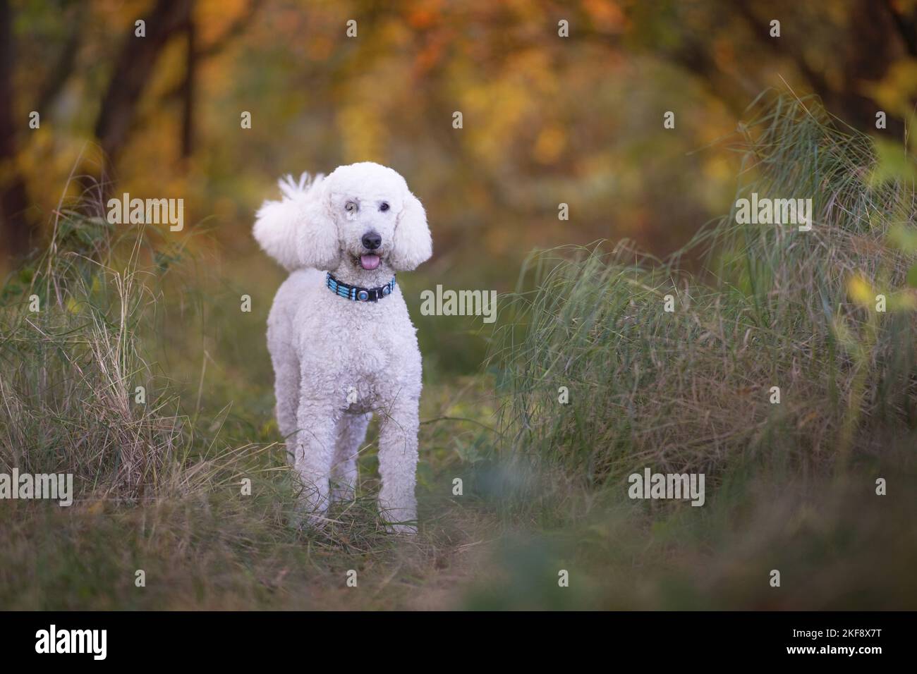 standing giant poodle Stock Photo - Alamy