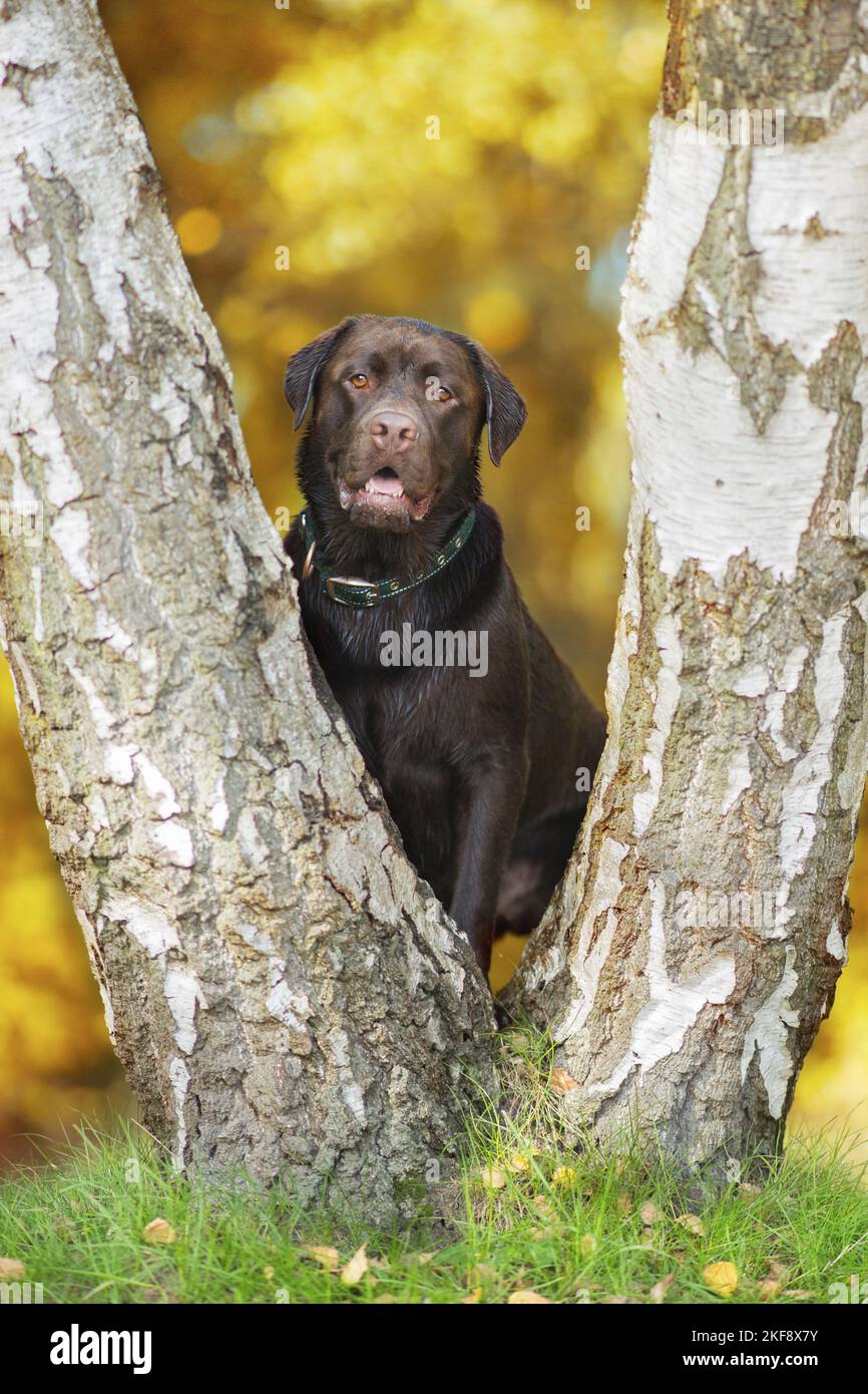 brown Labrador Retriever Stock Photo - Alamy