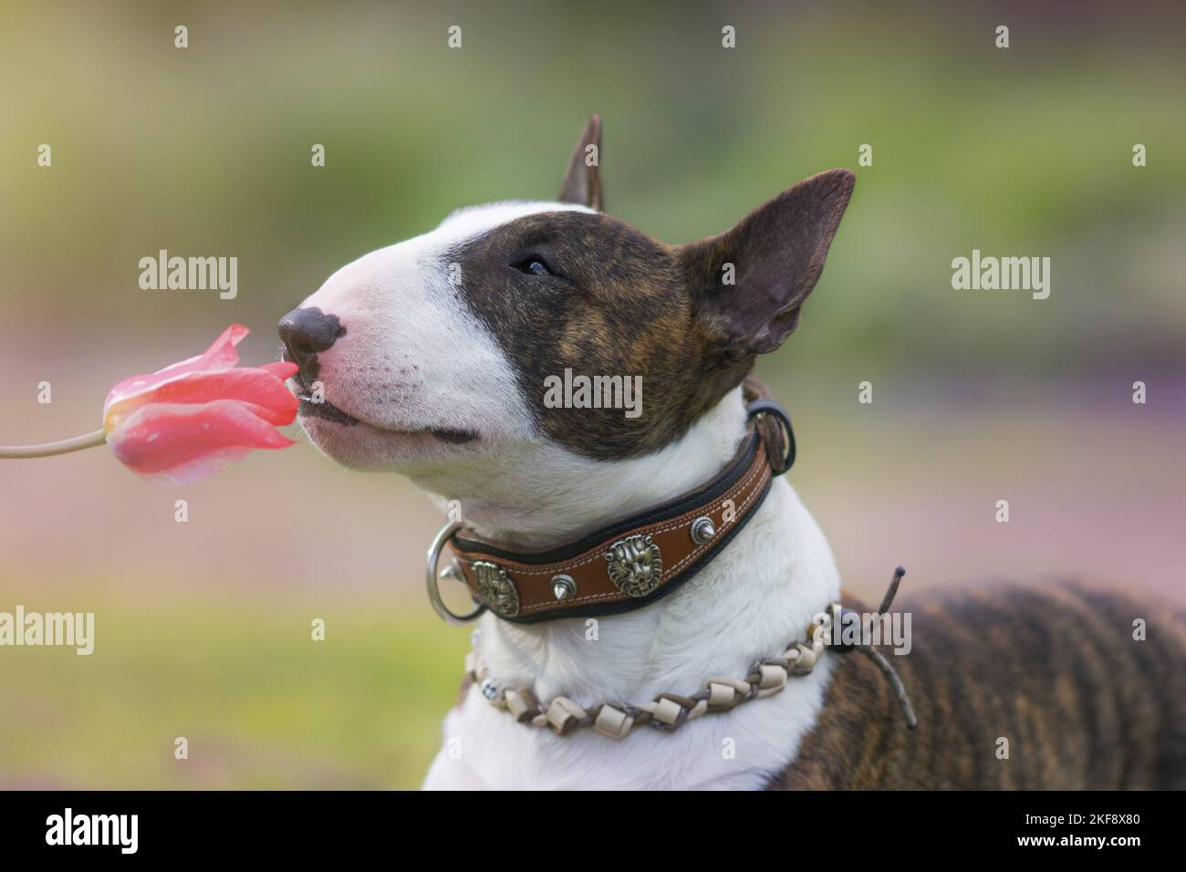 Miniature Bull Terrier portrait Stock Photo - Alamy