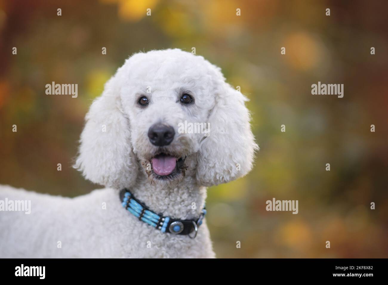 giant poodle portrait Stock Photo - Alamy