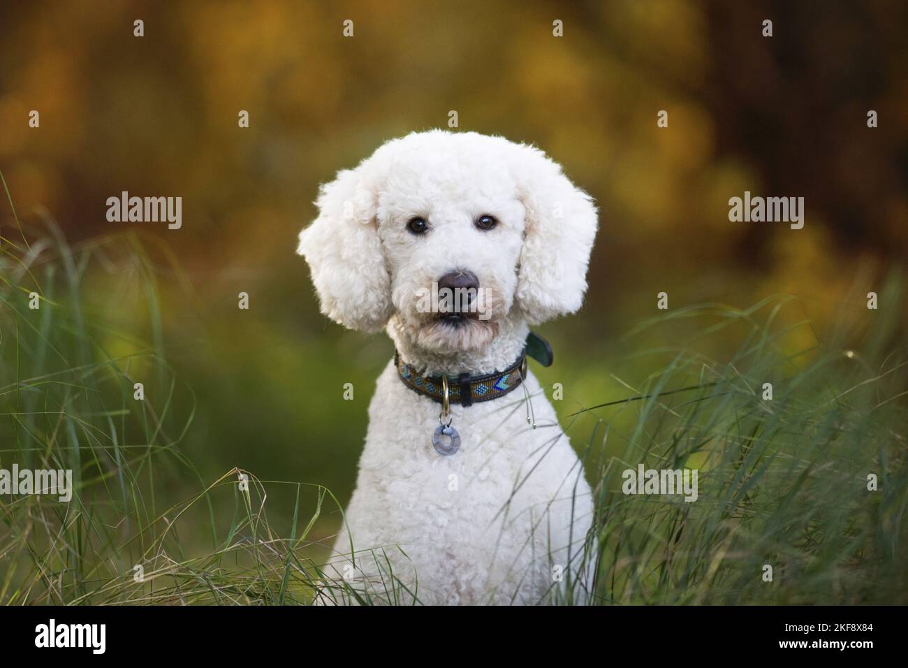 giant poodle portrait Stock Photo - Alamy