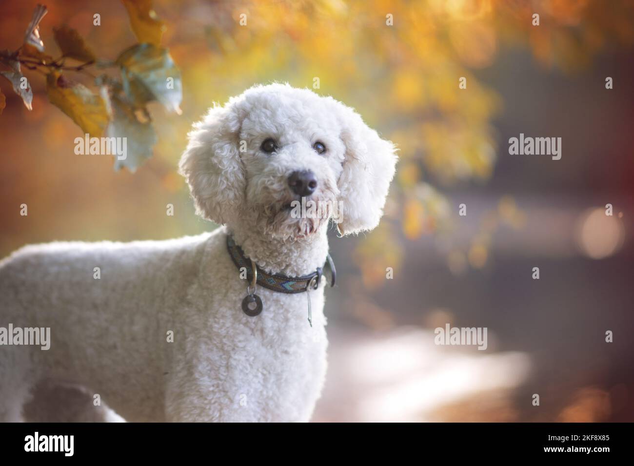 giant poodle portrait Stock Photo - Alamy
