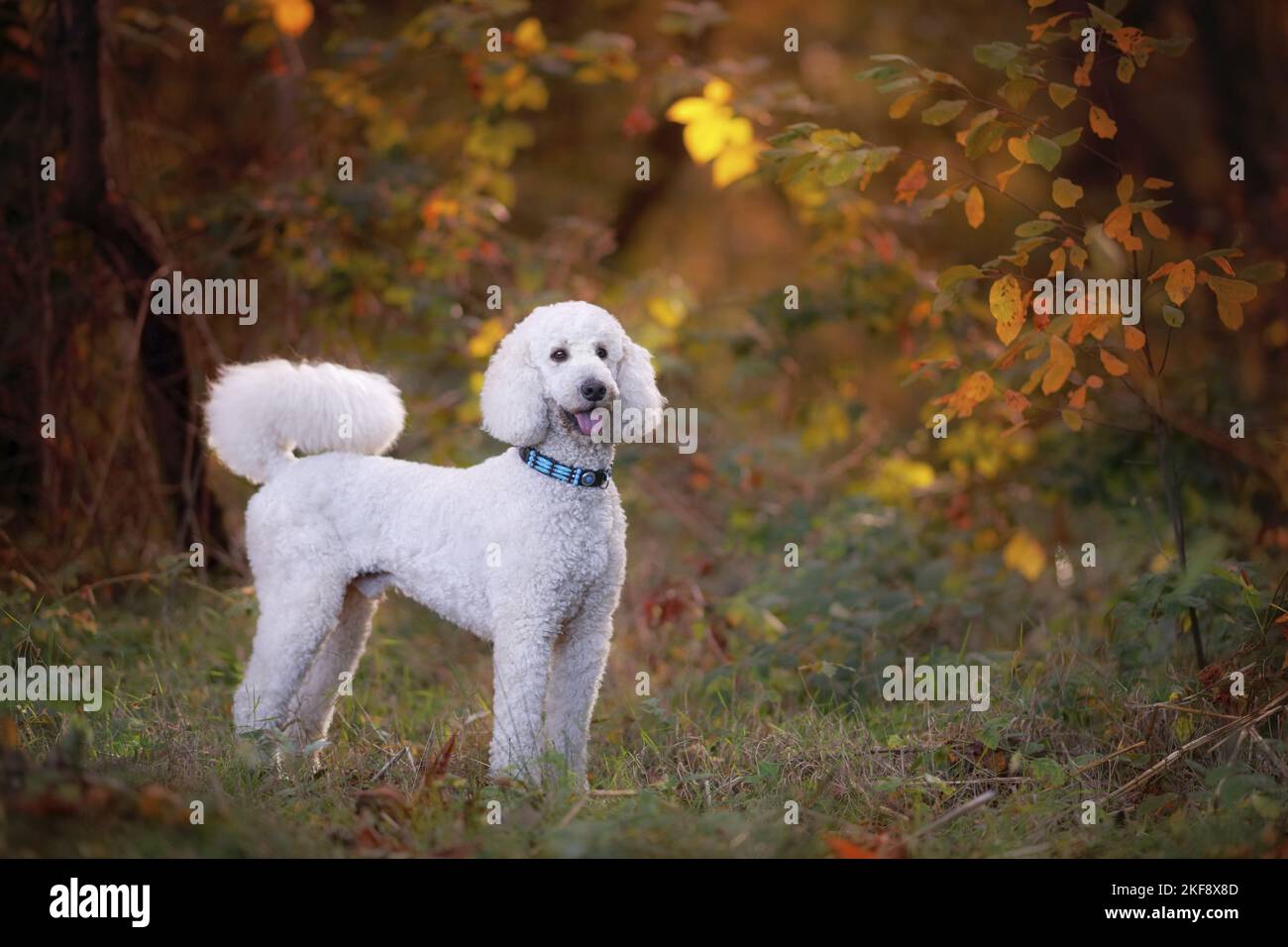 standing giant poodle Stock Photo - Alamy
