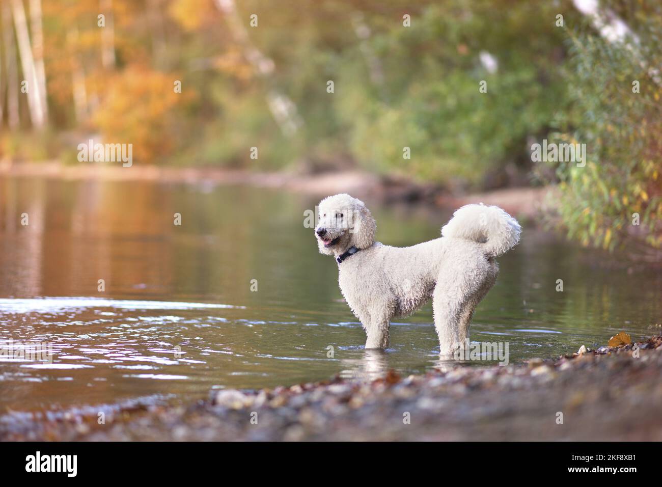 standing giant poodle Stock Photo - Alamy
